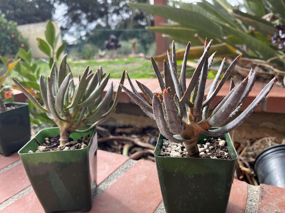 Maiden's Quiver Tree (Aloidendron ramosissimum) in the Aloes Database ...