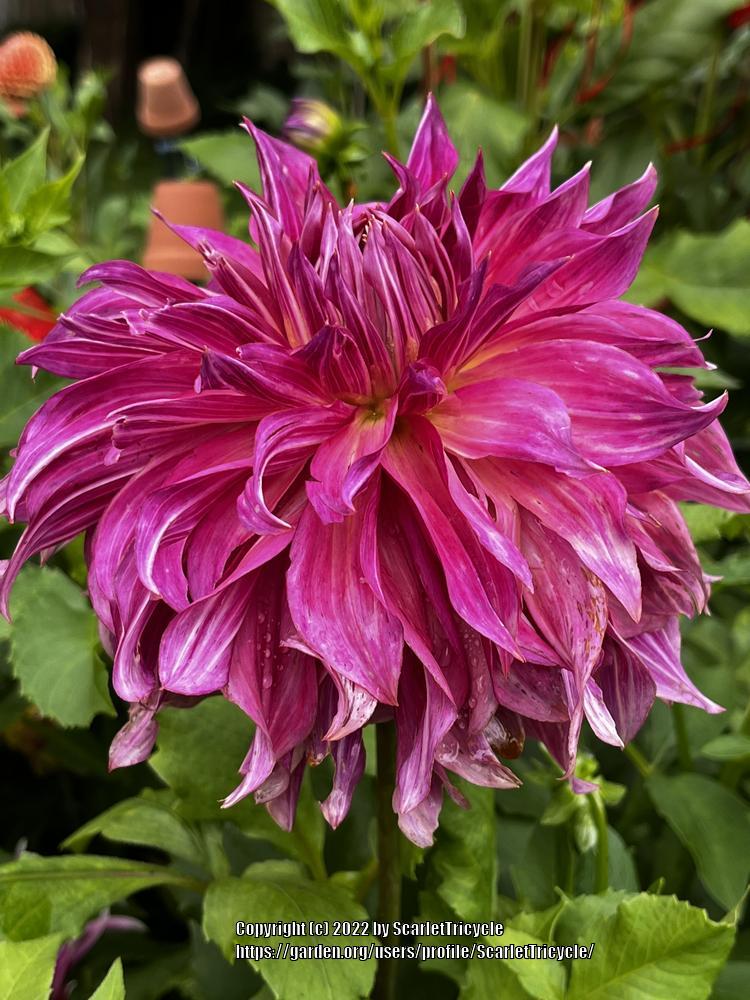 Photo of the bloom of Dahlia 'Penhill Dark Monarch' posted by ...
