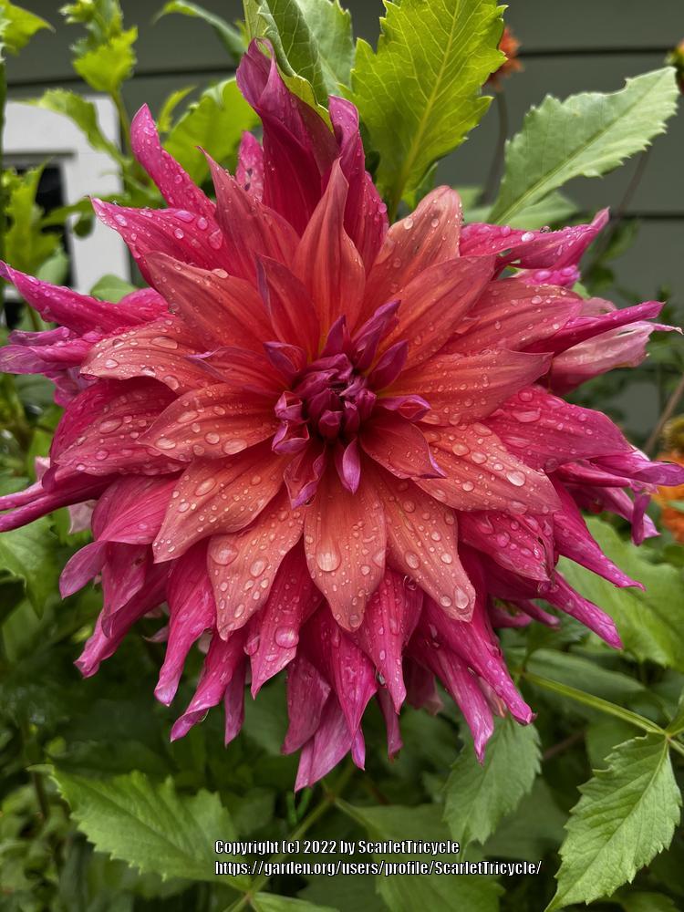 Photo of the bloom of Dahlia 'Belle of Barmera' posted by ...