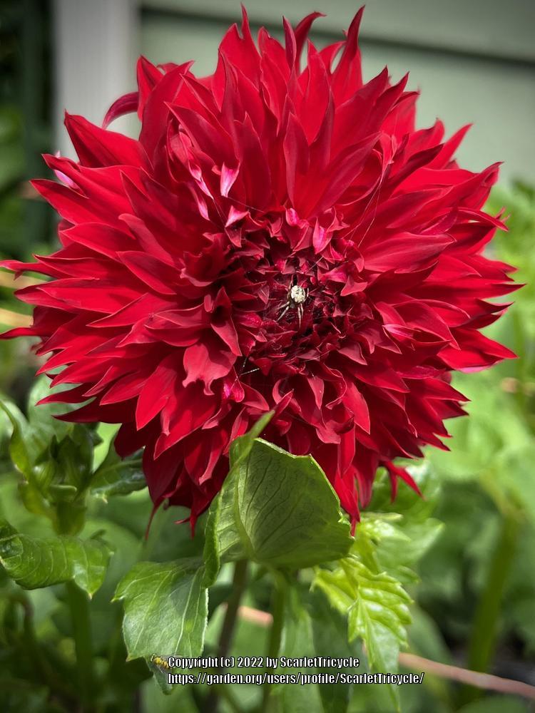 Photo of the bloom of Dahlia 'Skywalker' posted by ScarletTricycle ...