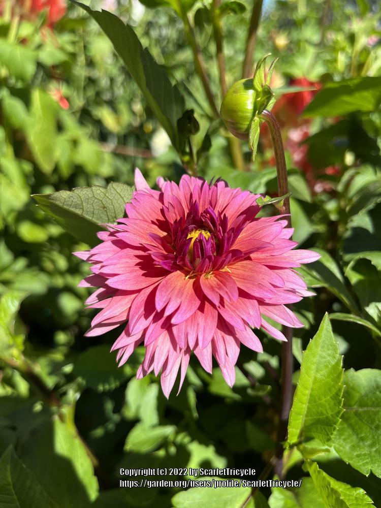 Photo of the bloom of Dahlia 'Sonic Bloom' posted by ScarletTricycle ...
