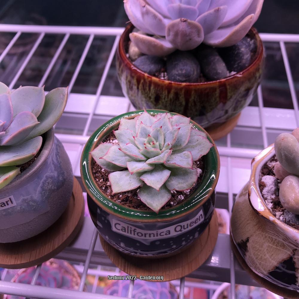 Echeveria 'Californica Queen' in the Echeverias Database - Garden.org