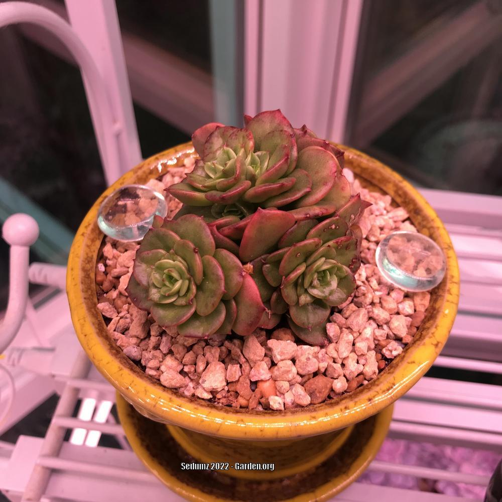 Photo of the entire plant of Copper Rose (Echeveria multicaulis) posted ...