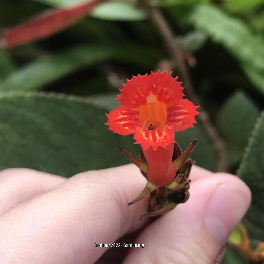 Moussonia - Garden.org