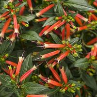 Photo of the bloom of Large Firecracker Plant (Cuphea Vermillionaire ...