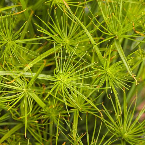 Papyrus (Cyperus papyrus Graceful Grasses® Queen Tut™) - Garden.org