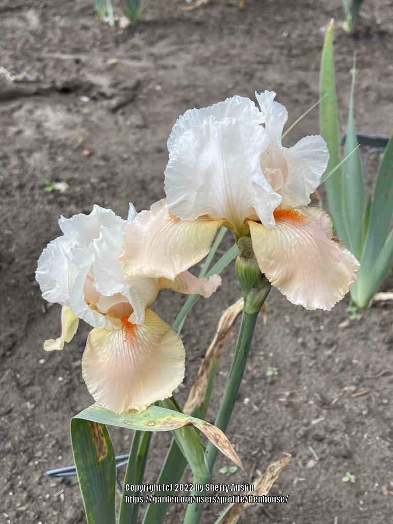 Photo of the bloom of Tall Bearded Iris (Iris 'Java Charm') posted by ...
