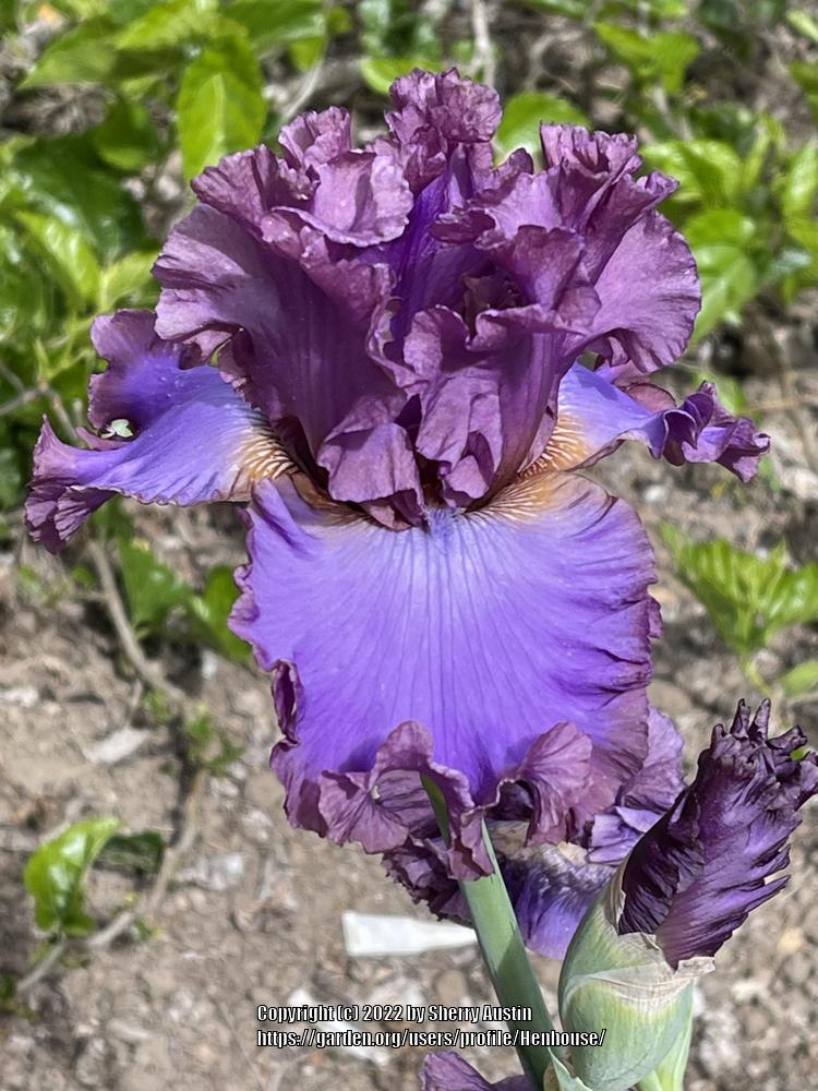 Photo of the bloom of Tall Bearded Iris (Iris 'Songsmith') posted by Henhouse - Garden.org