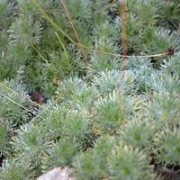Silver Cotula (Cotula hispida) - Garden.org