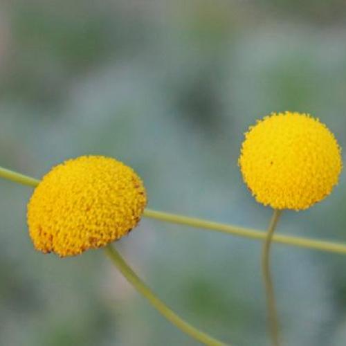 Silver Cotula (Cotula hispida) - Garden.org