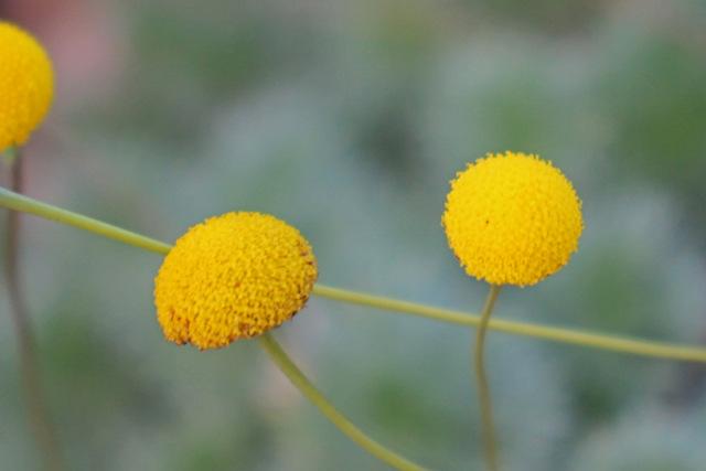 Silver Cotula (Cotula hispida) - Garden.org