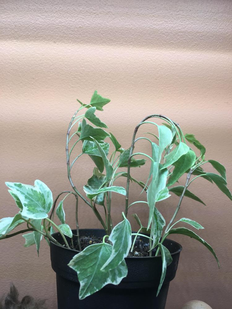 Mini Adam Ivy Problems in the Ask a Question forum - Garden.org