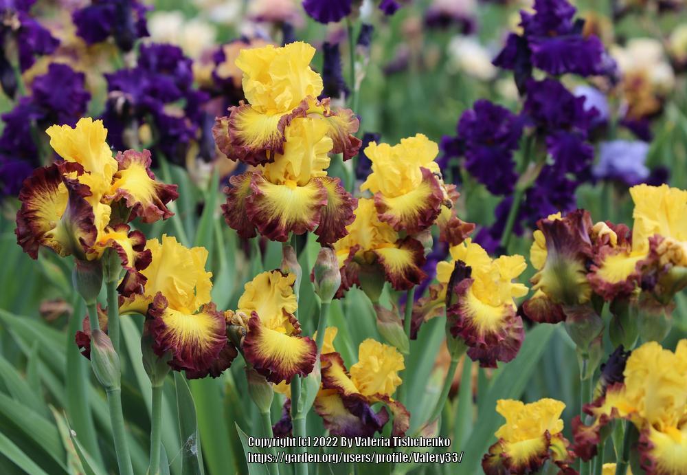 Photo of the bloom of Tall Bearded Iris (Iris 'Summer Shadow') posted ...