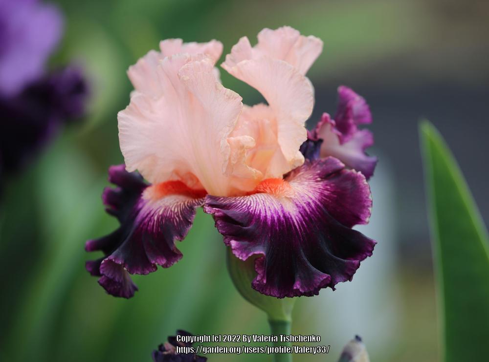 Photo of the bloom of Tall Bearded Iris (Iris 'Jazz Era') posted by ...