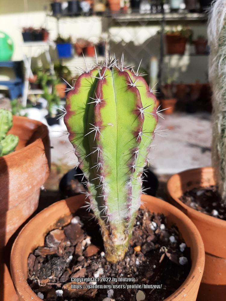 Chichipe (Myrtillocactus chichipe) - Garden.org
