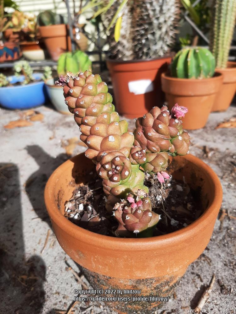 Monadenium (Euphorbia ritchiei) in the Euphorbias Database - Garden.org