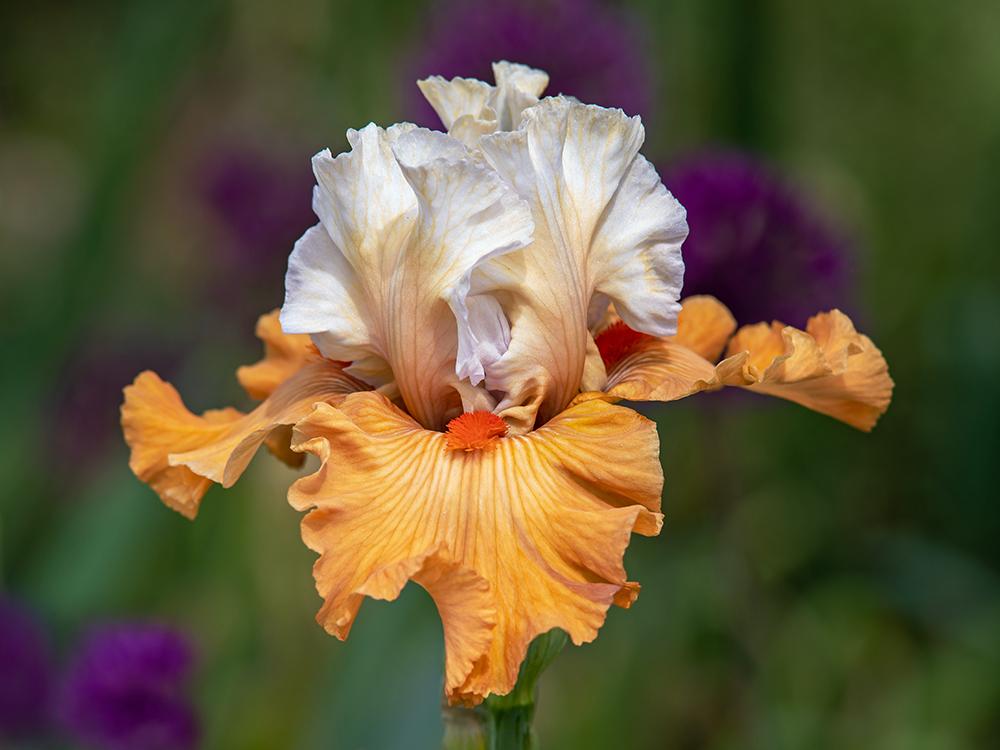 Photo of the bloom of Tall Bearded Iris (Iris 'Tanzanian Queen') posted ...
