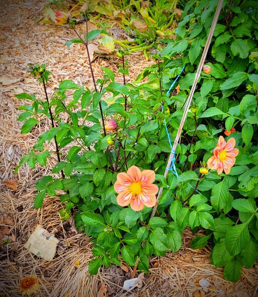 Photo of the entire plant of Dahlia 'Giggles' posted by dnrevel ...
