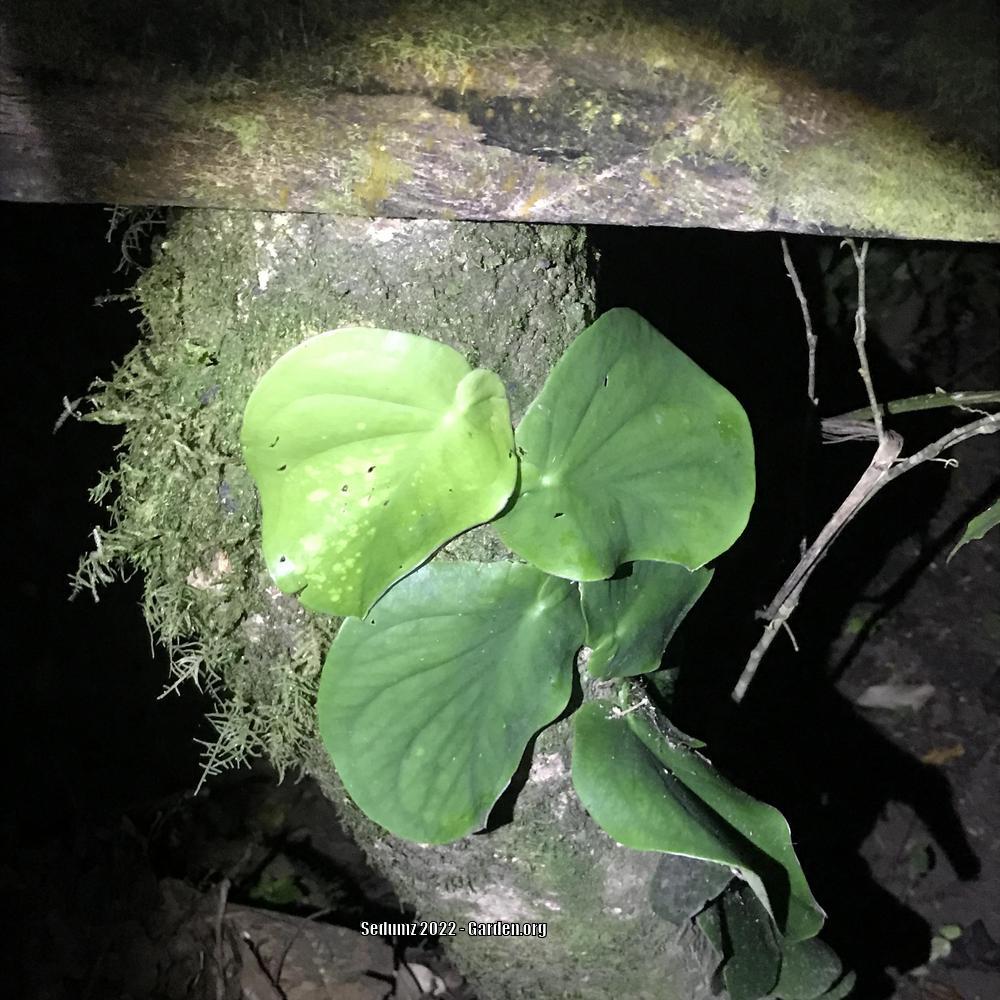 Photo of the entire plant of Monstera tenuis posted by sedumzz - Garden.org