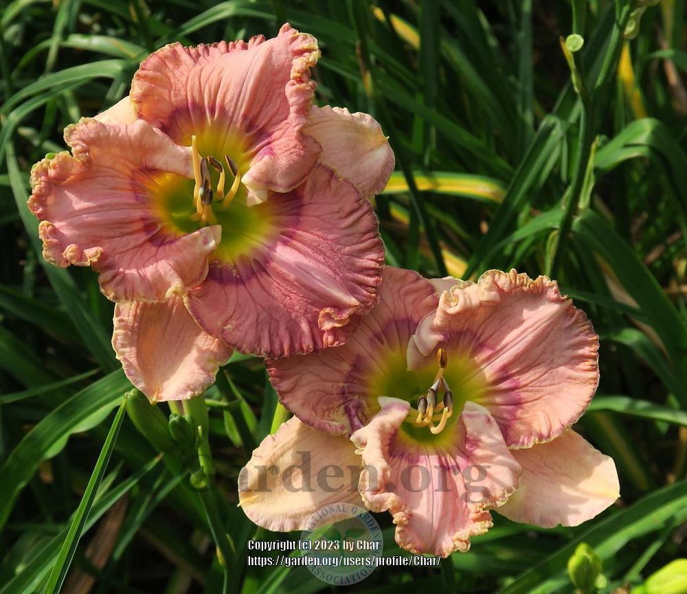 Photo of the entire plant of Daylily (Hemerocallis 'Catching My Breath') posted by Char - Garden.org