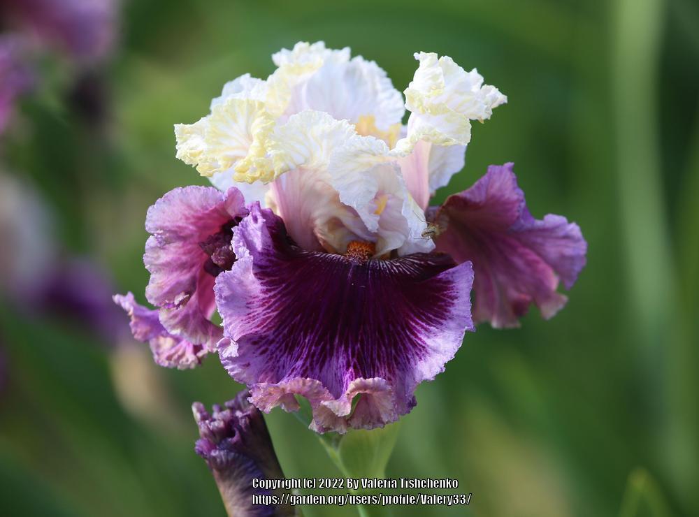 Photo of the bloom of Tall Bearded Iris (Iris 'Inside Out') posted by ...
