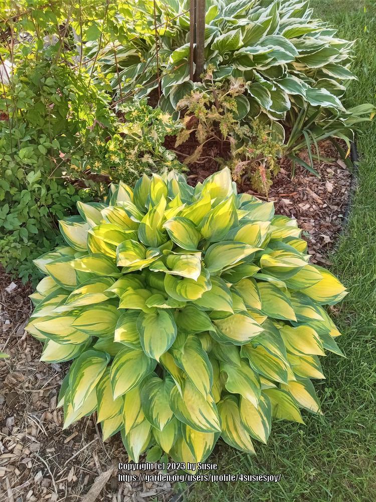 Photo of the entire plant of Hosta 'Dinner Mint' posted by 4susiesjoy ...