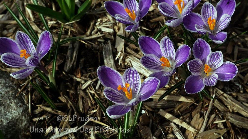 Photo of the bloom of Spring Crocus (Crocus vernus 'Pickwick') posted by DaylilySLP - Garden.org