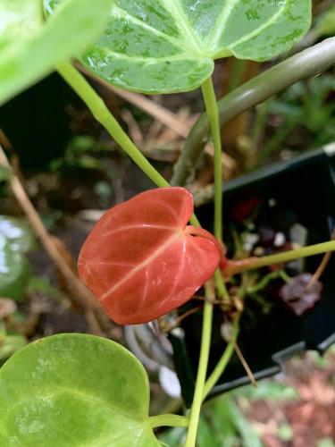 'Endless Forms Most Beautiful' The aroid photo gallery in the ...