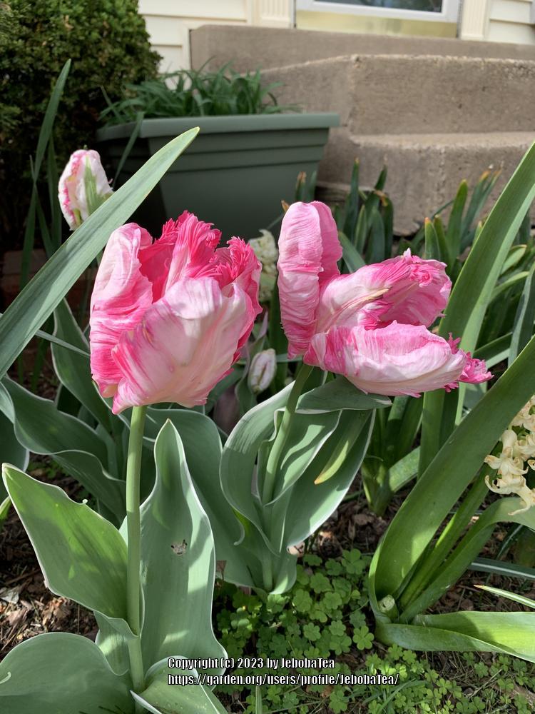 Photo of the entire plant of Fringed Tulip (Tulipa 'Fancy Frills ...