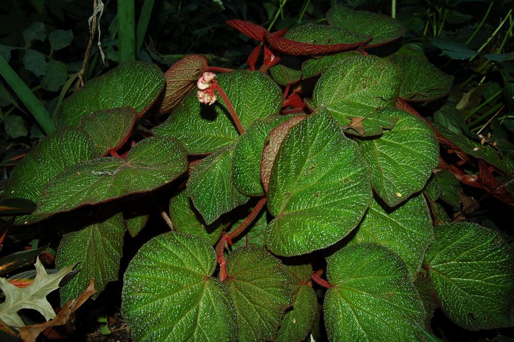 Photo of the entire plant of Begonia 'Morocco' posted by LorettaNJ ...
