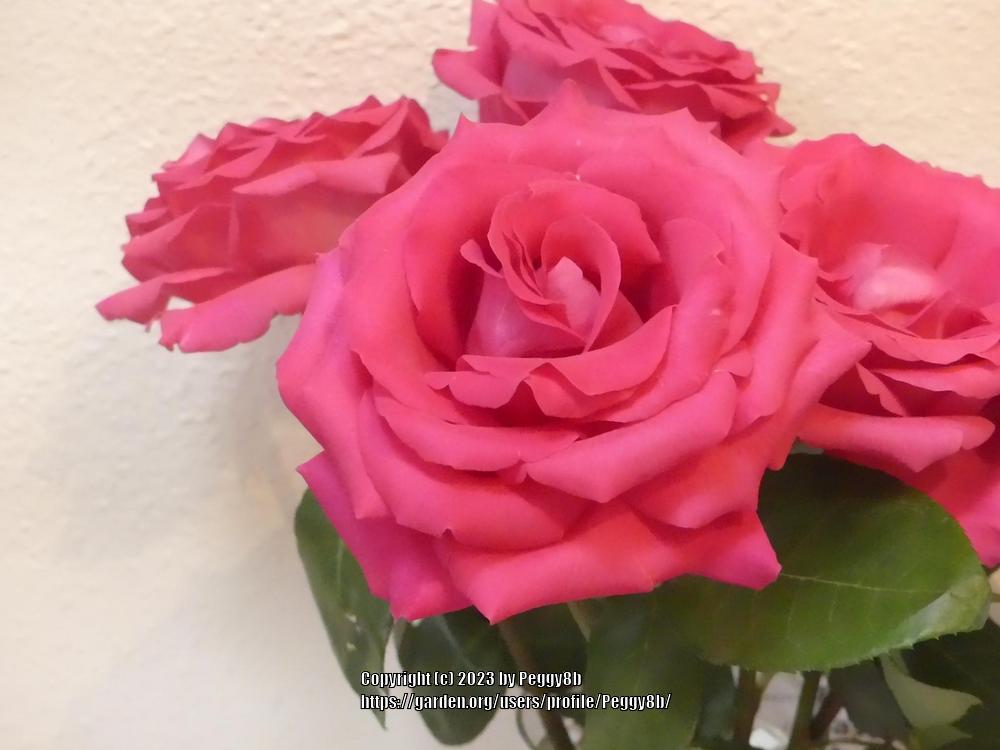 Rose (Rosa 'Pink Floyd') in the Roses Database - Garden.org