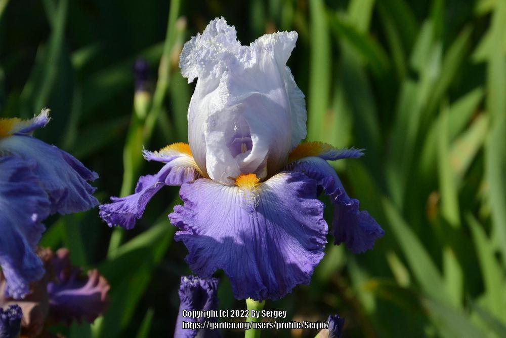 Tall Bearded Iris (Iris 'Tikhiy Omut') in the Irises Database - Garden.org