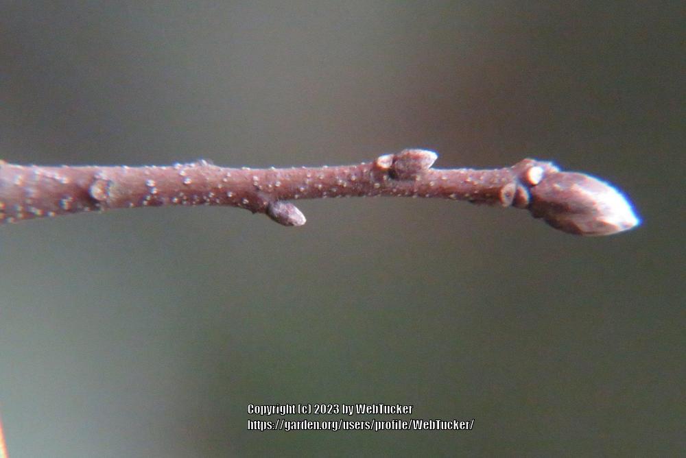 Photo of the closeup of buds, sepals and receptacles of Water Oak ...