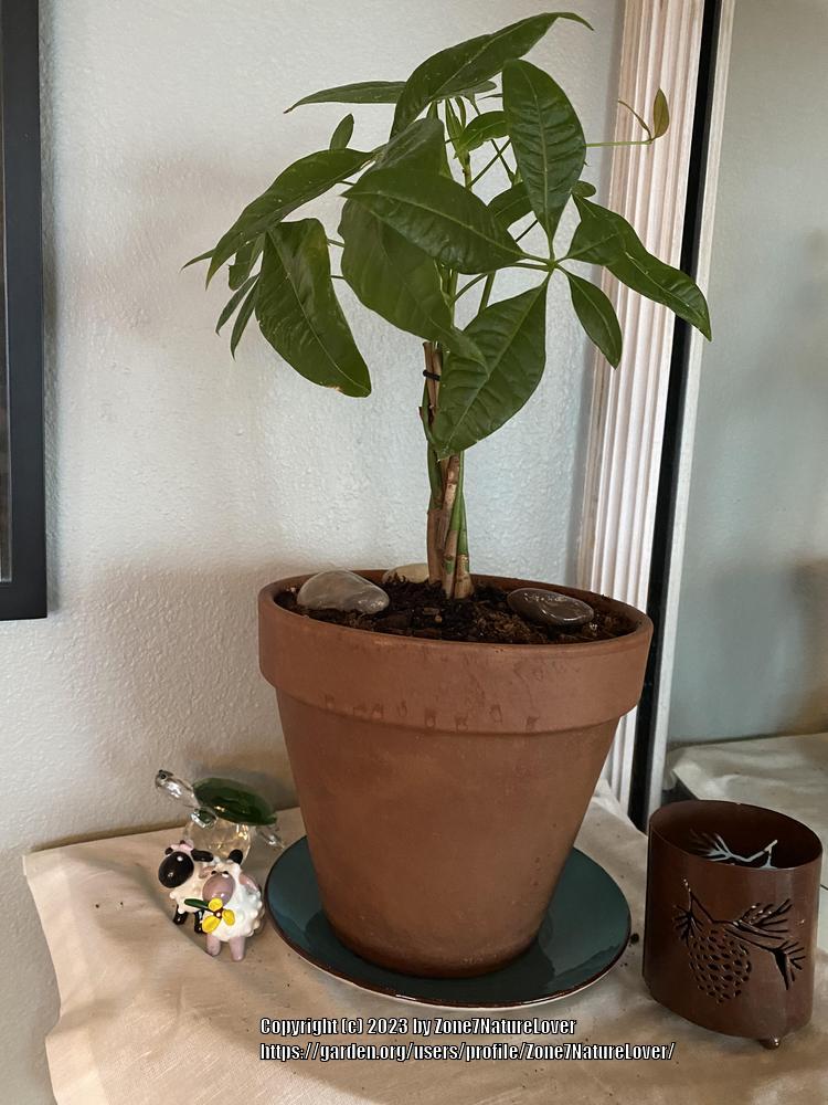 Photo of the entire plant of Money Tree (Pachira aquatica) posted by ...