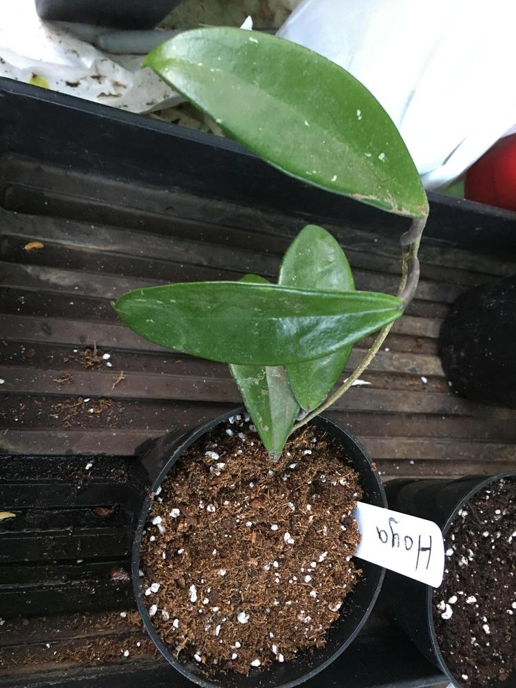Photo of the entire plant of Hoyas (Hoya) posted by antsinmypants ...