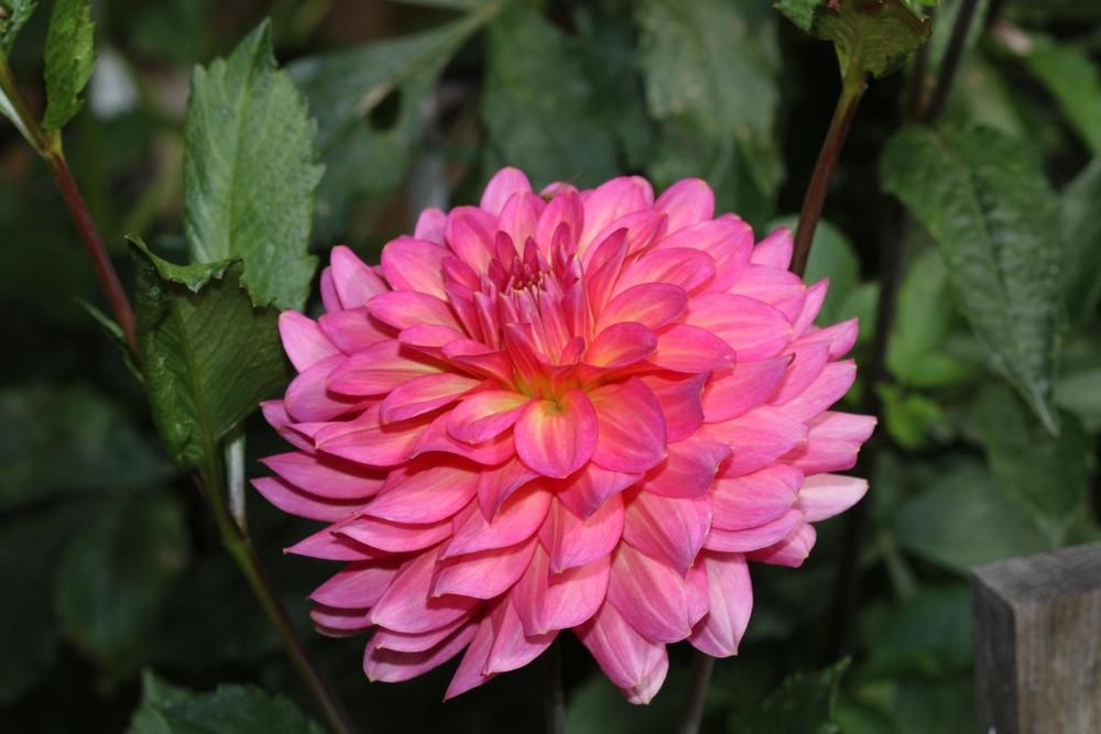 Photo of the bloom of Dahlia 'Excentric' posted by luvsgrtdanes ...