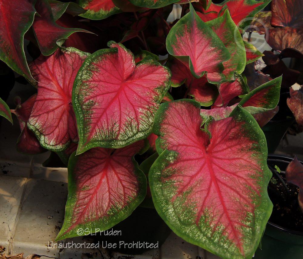 Photo of the leaves of Lance-leaf Caladium (Caladium 'Florida ...