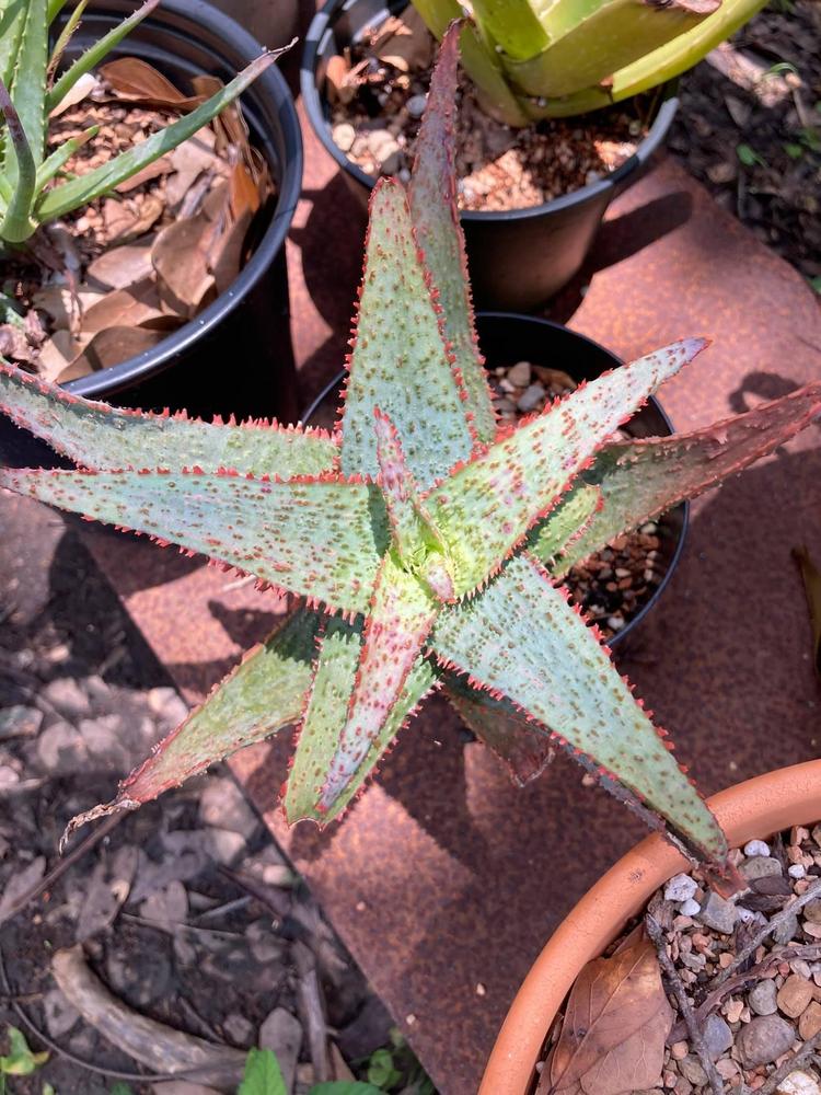 Aloe 'Purple People Eater' in the Aloes Database - Garden.org