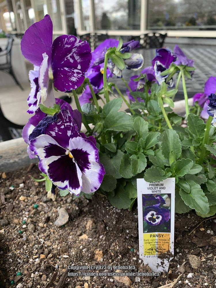 Photo of the entire plant of Pansy (Viola x wittrockiana Delta™ Premium ...