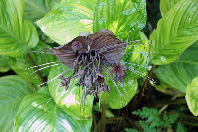 Photo of the bloom of Bat Flower (Tacca chantrieri) posted by ...