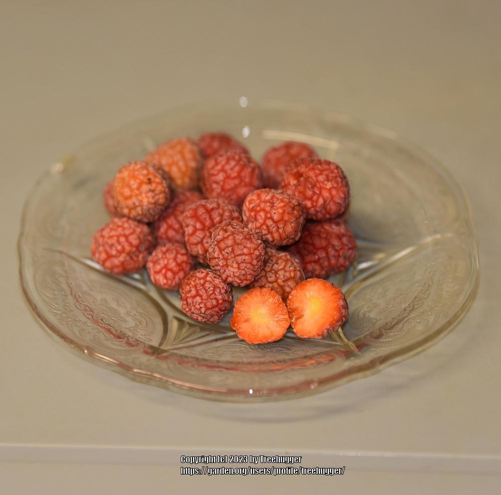 Photo of the fruit of Maclura tricuspidata posted by treehugger ...