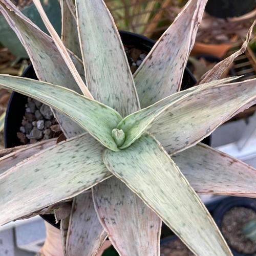 Aloe 'Snow Drift' in the Aloes Database - Garden.org