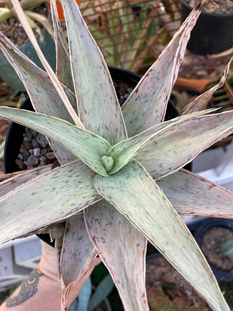 Aloe 'Snow Drift' in the Aloes Database - Garden.org