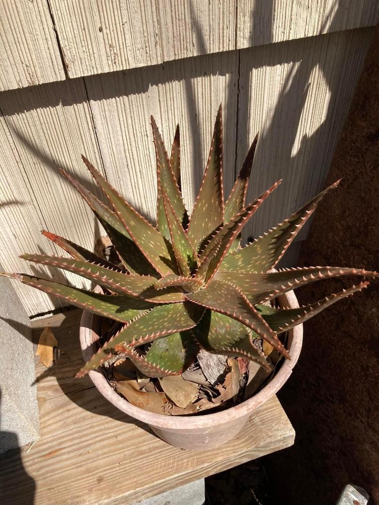 Photo of the entire plant of Aloe 'Alligator' posted by Djinnrickey ...