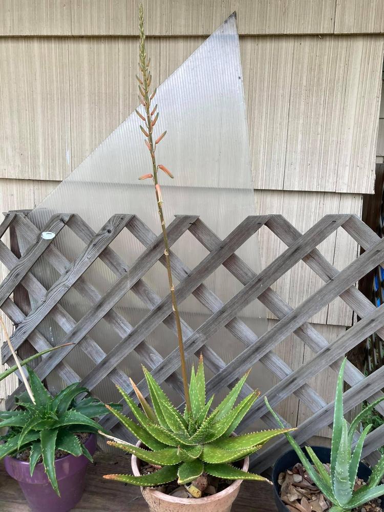 Photo of the bloom of Aloe 'Alligator' posted by Djinnrickey - Garden.org
