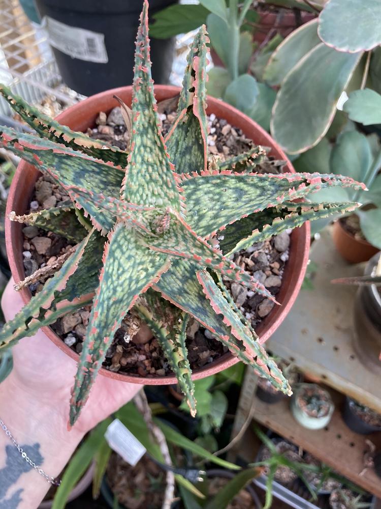 Aloe 'Cherry Bomb' in the Aloes Database - Garden.org