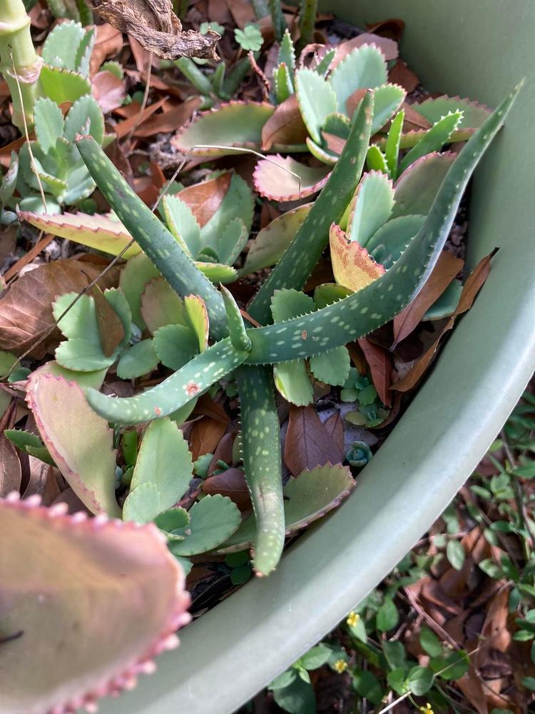 Aloe (Aloe jacksonii) in the Aloes Database - Garden.org