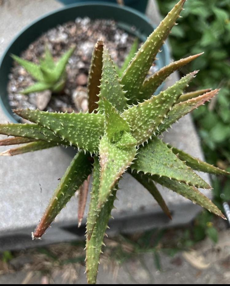 Aloe 'Park Avenue' in the Aloes Database - Garden.org