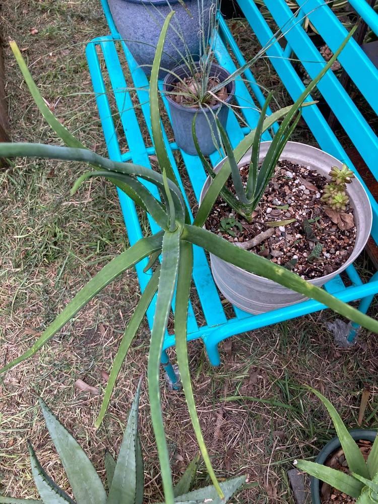 Photo of the entire plant of Aloe (Aloe rivierei) posted by Djinnrickey ...