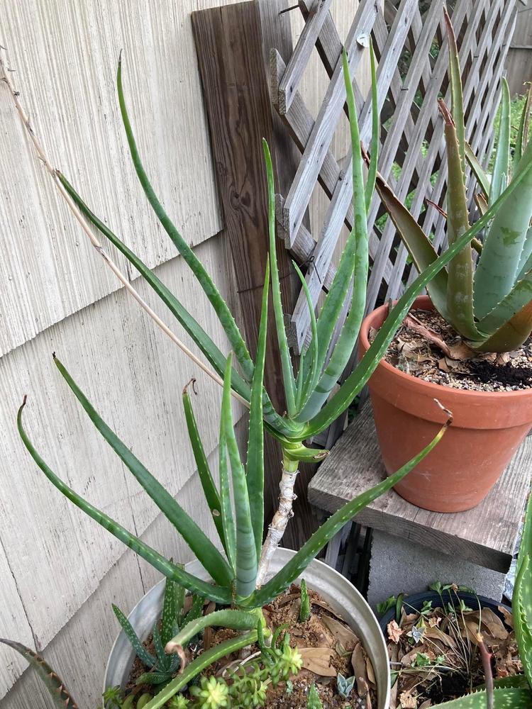 Photo of the entire plant of Aloe (Aloe rivierei) posted by Djinnrickey ...